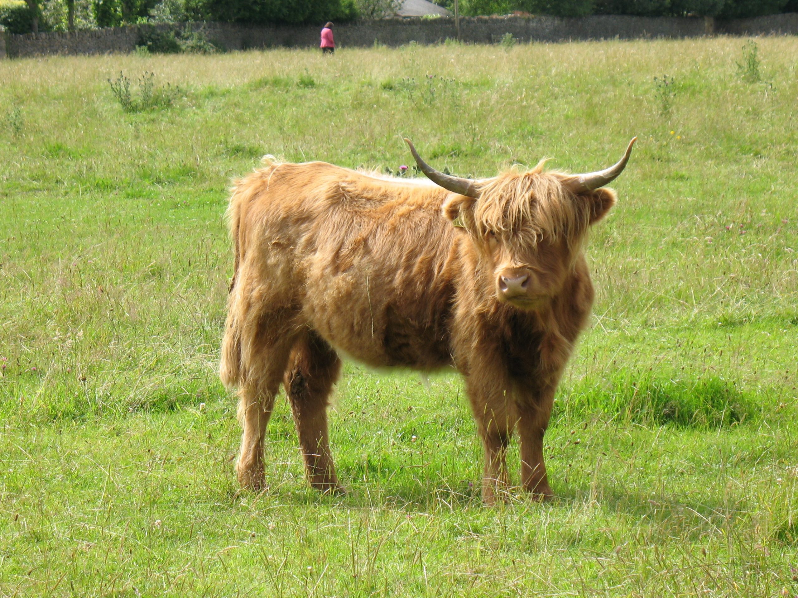 Minchinhampton Common Highland Calf - Cotswolds National Landscape