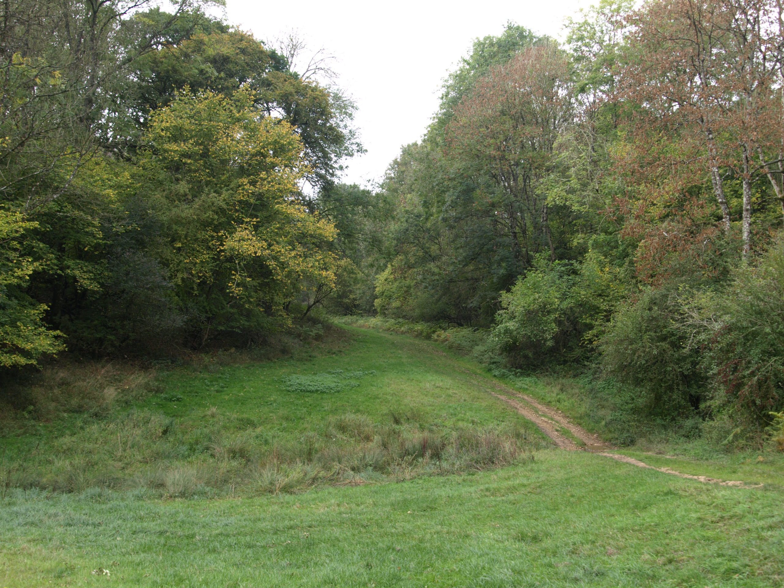 Autumn in the Forest of Wychwood - Cotswolds National Landscape