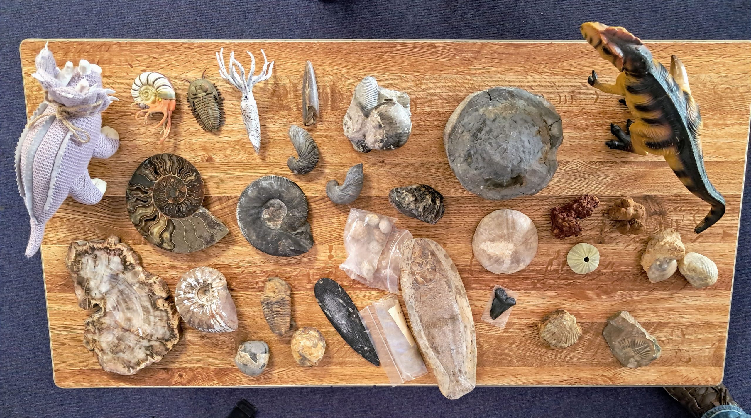 Fossils for the future - Cotswolds National Landscape